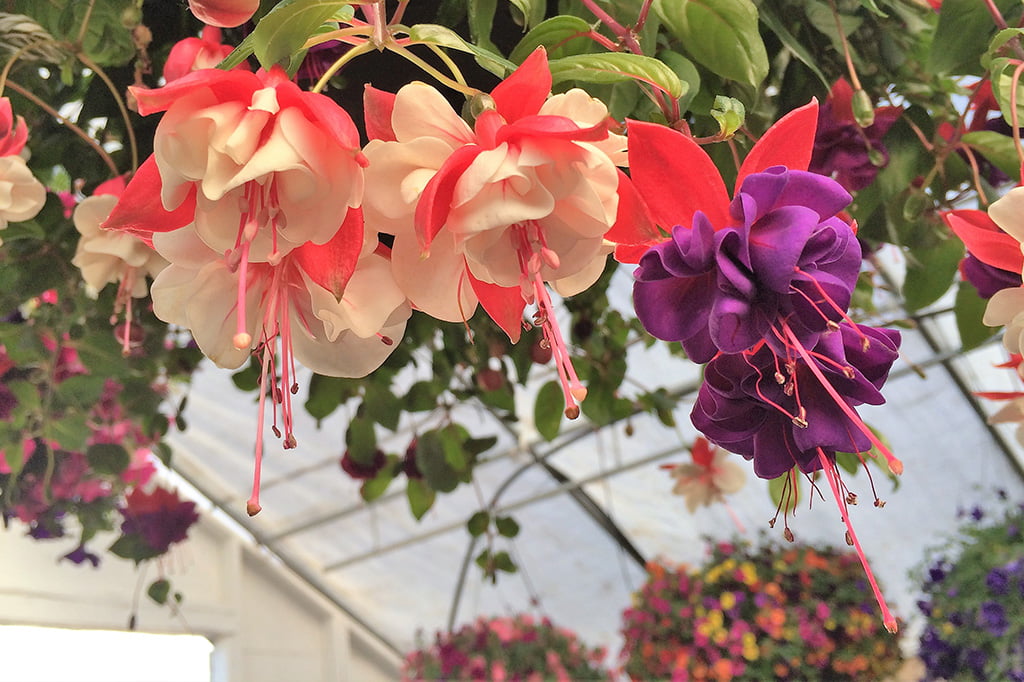 Native Eco Systems - Garden Center and Nursery - Steamboat Springs